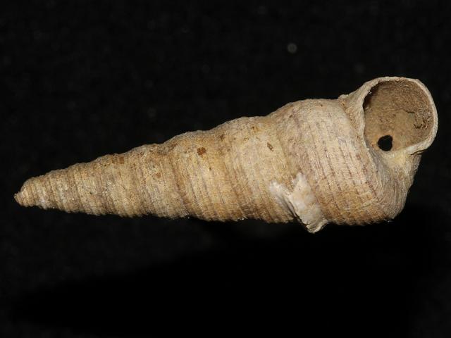 Magical Uses of Sea Shells