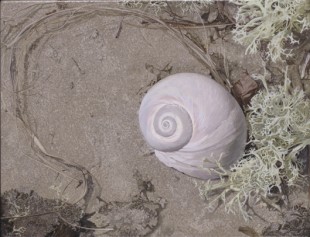 Magical Uses of Sea Shells