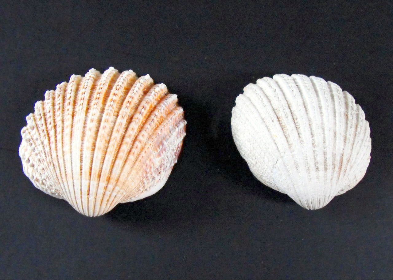 Magical Uses of Sea Shells
