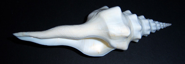 Magical Uses of Sea Shells