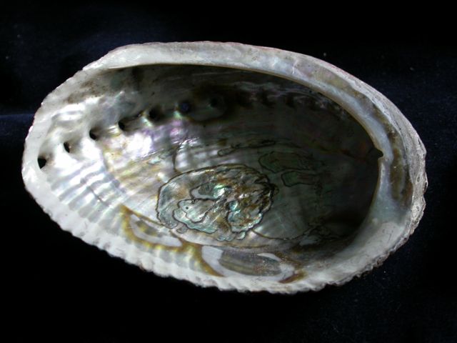 Magical Uses of Sea Shells
