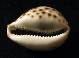 Magical Uses of Sea Shells